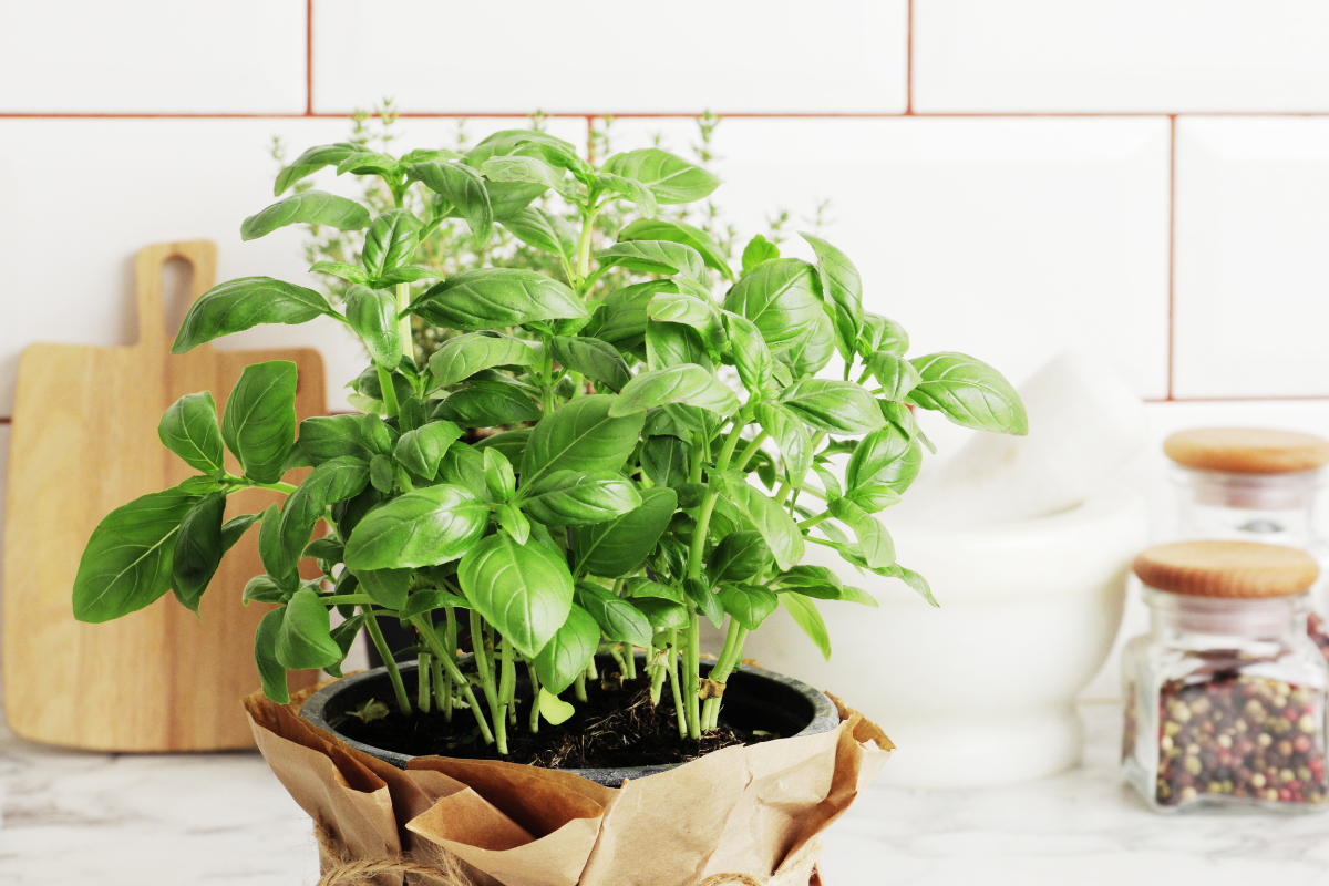 If You Buy Grocery Store Basil in a Pot, Here’s What to Do With It to ...