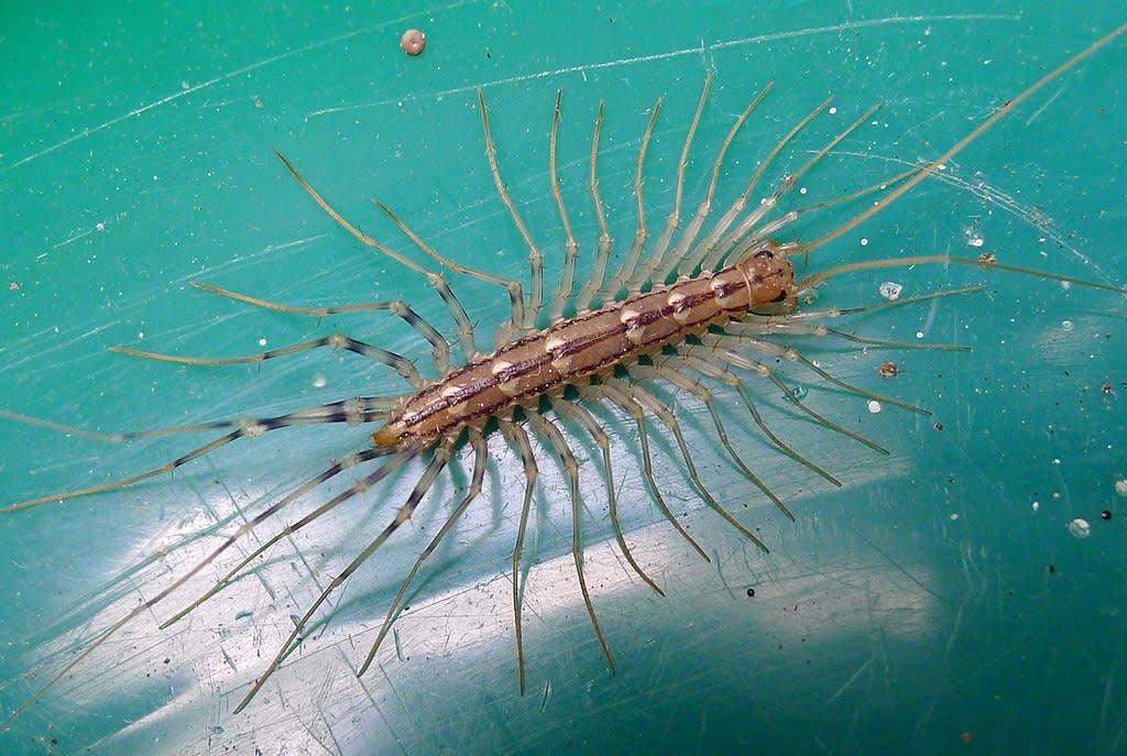 House Centipede Bite Venomous
