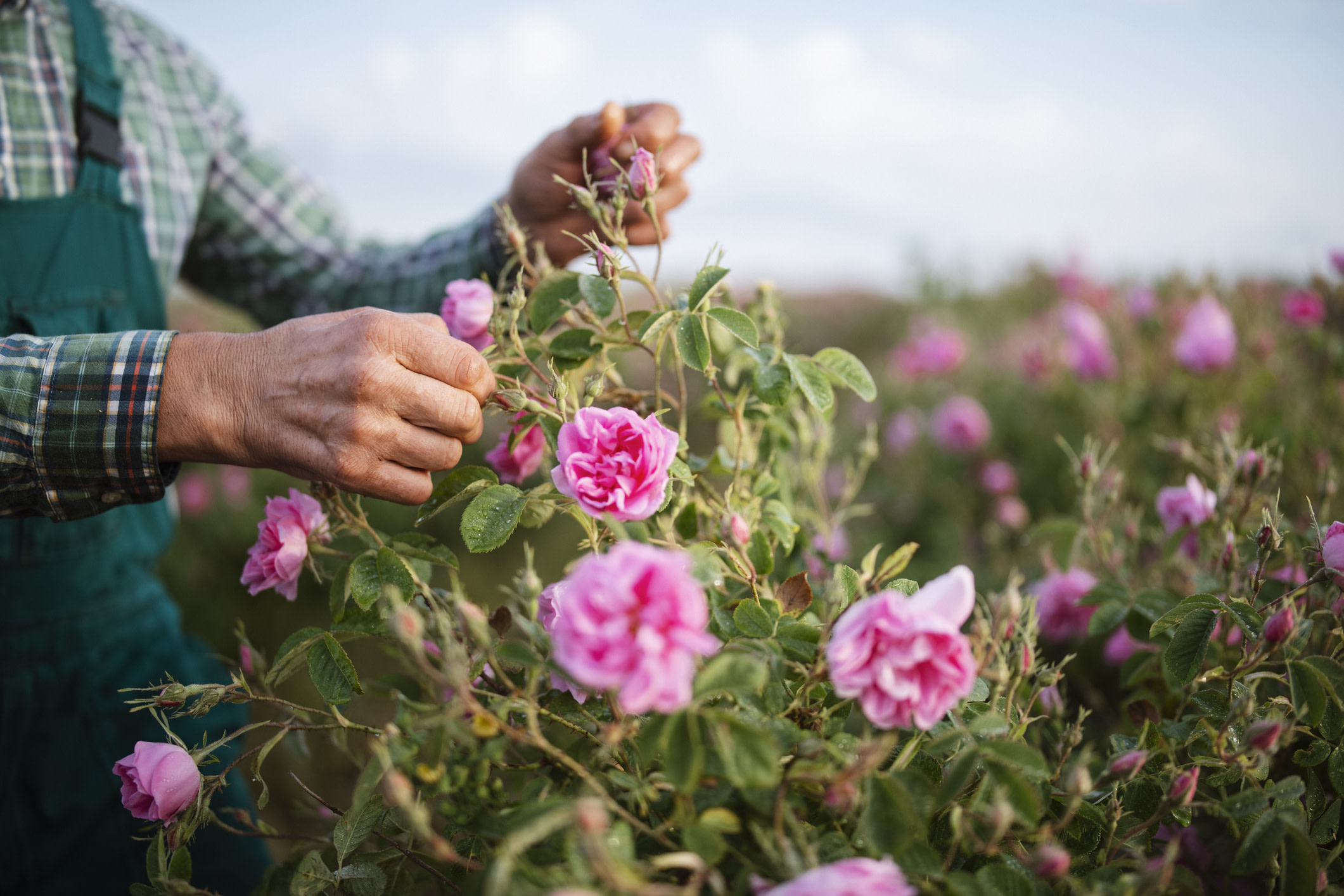 How to propagate roses from cuttings