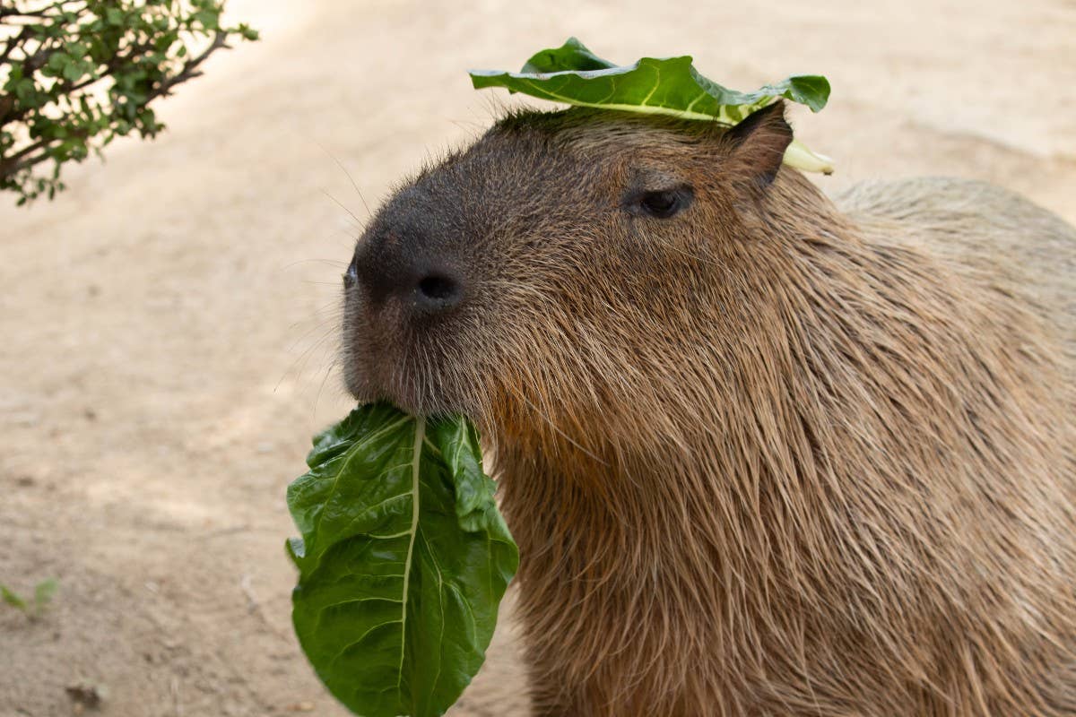 Unique Capybara Hotel in Japan Takes Cute to a New Level