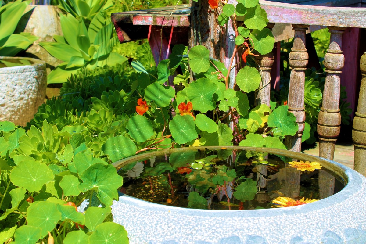 Here's How To Create a Beautiful Patio Pond From a Planter