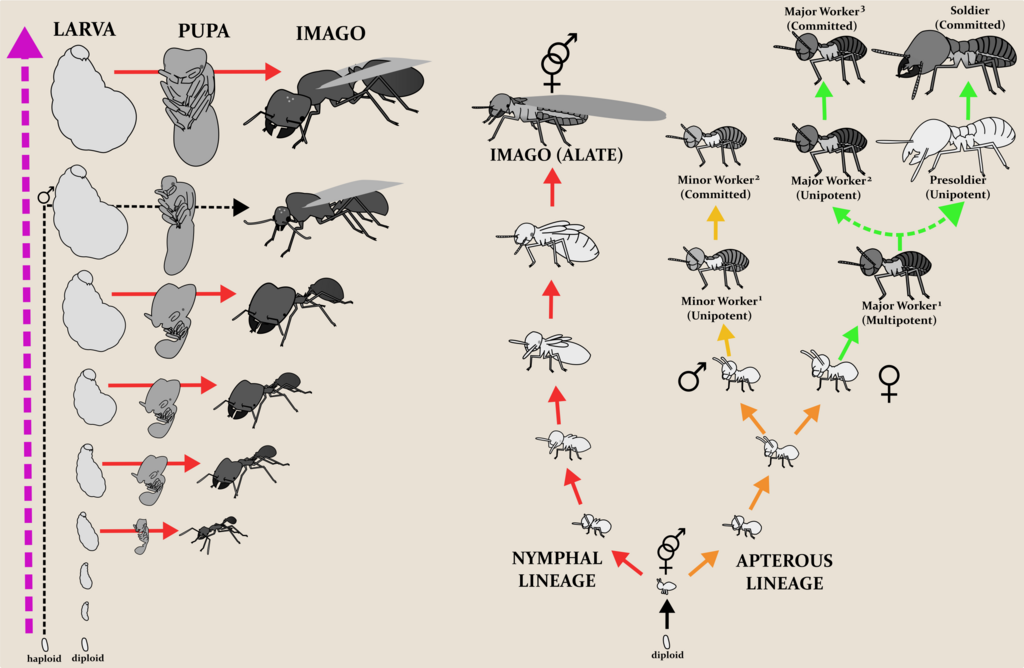 worker termites size comparison