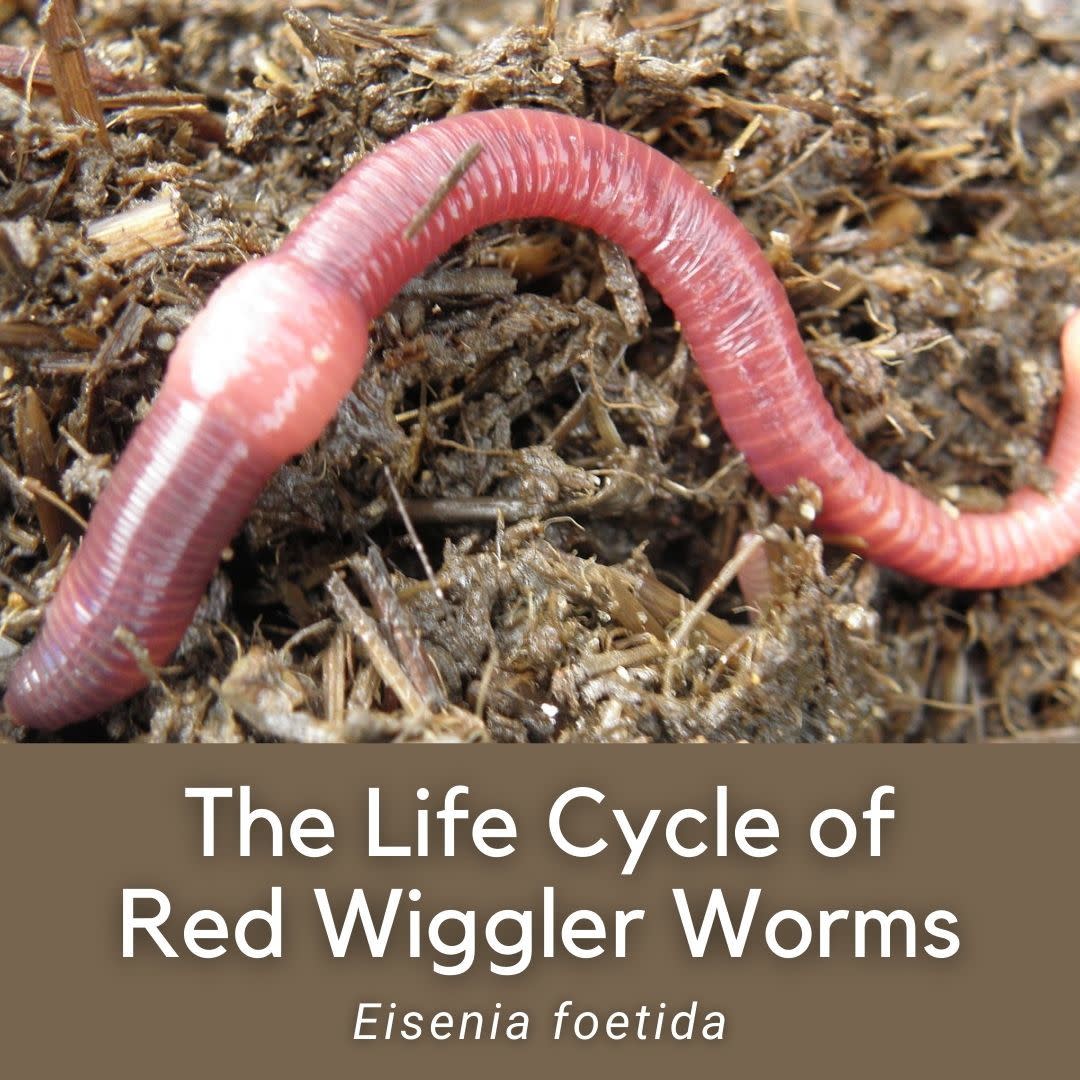 Eisenia Fetida Life Cycle 27 Fun Facts About Earthworms