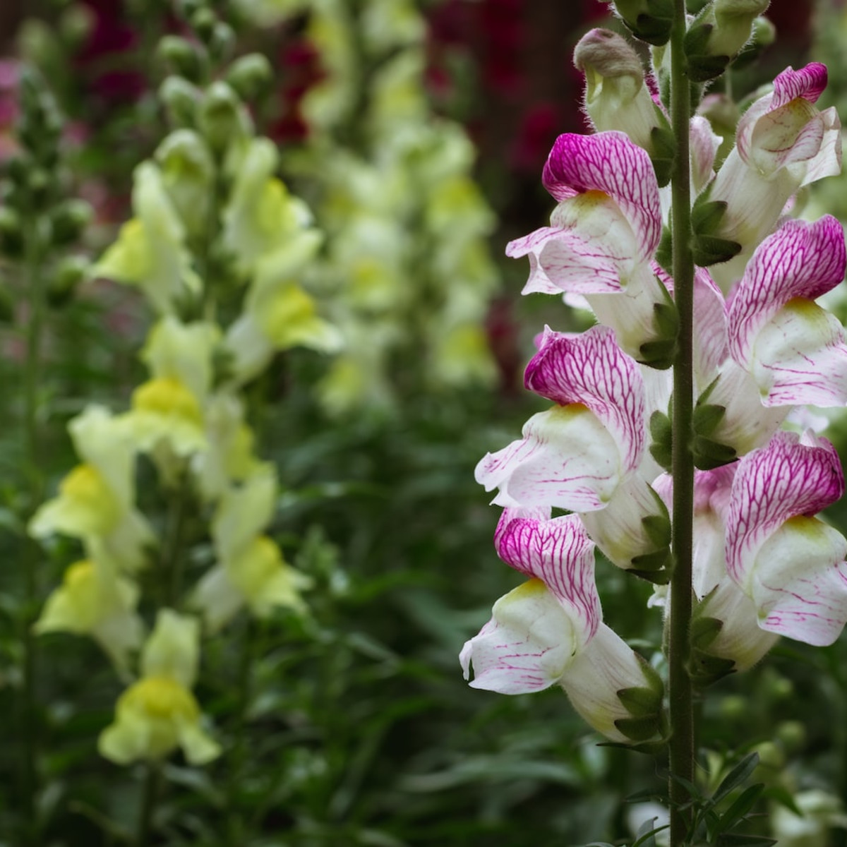 do snapdragons keep flowering