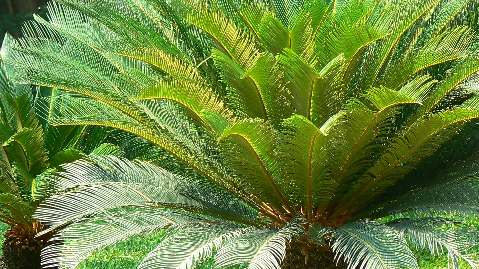 Real Palmetto Tree