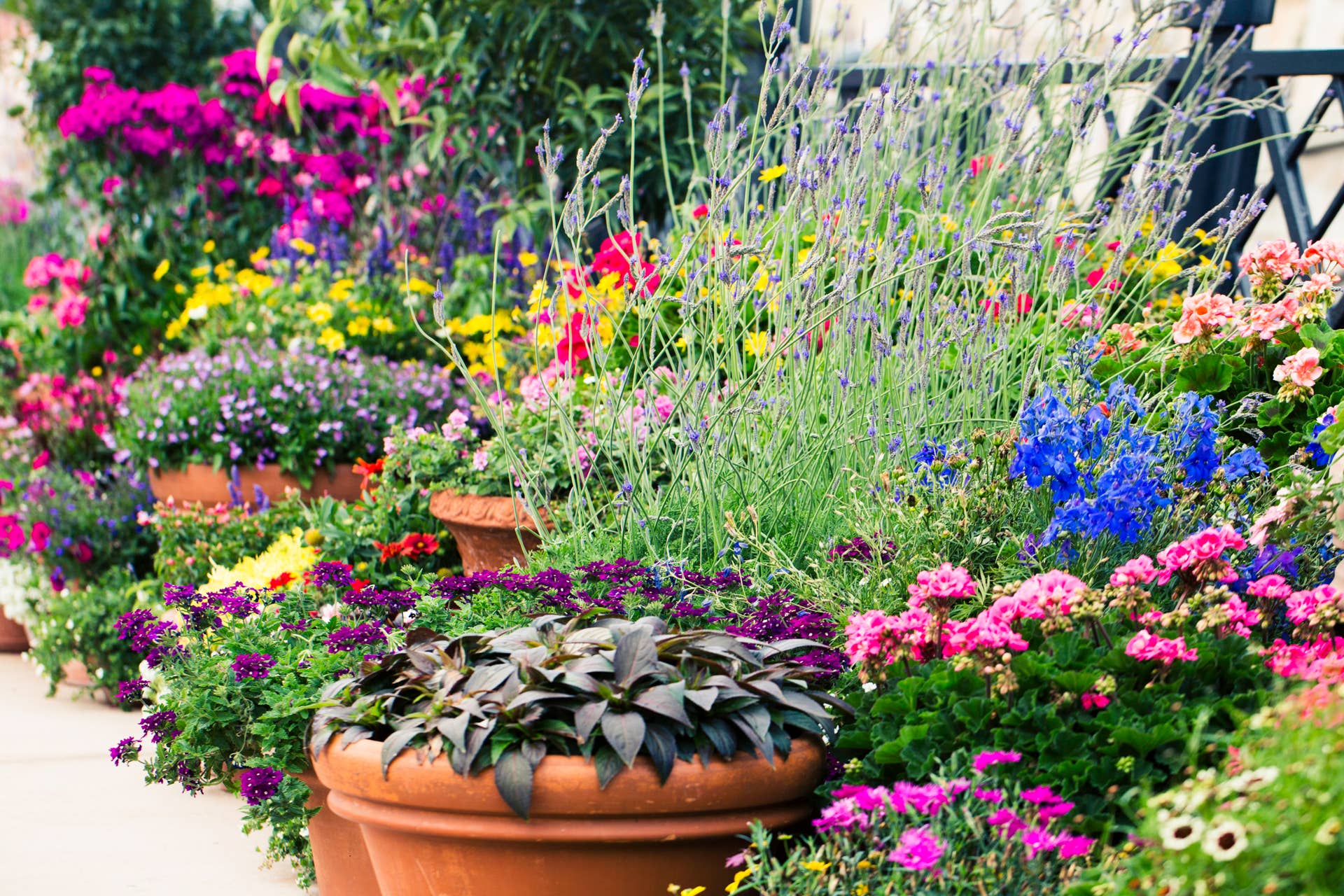 Perennials Vs Annuals Difference What Is The Difference Between An
