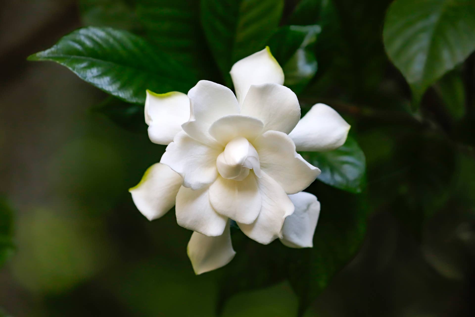 Names Of All White Flowers