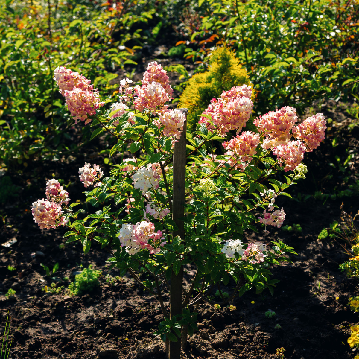 hydrangea tree dwarf