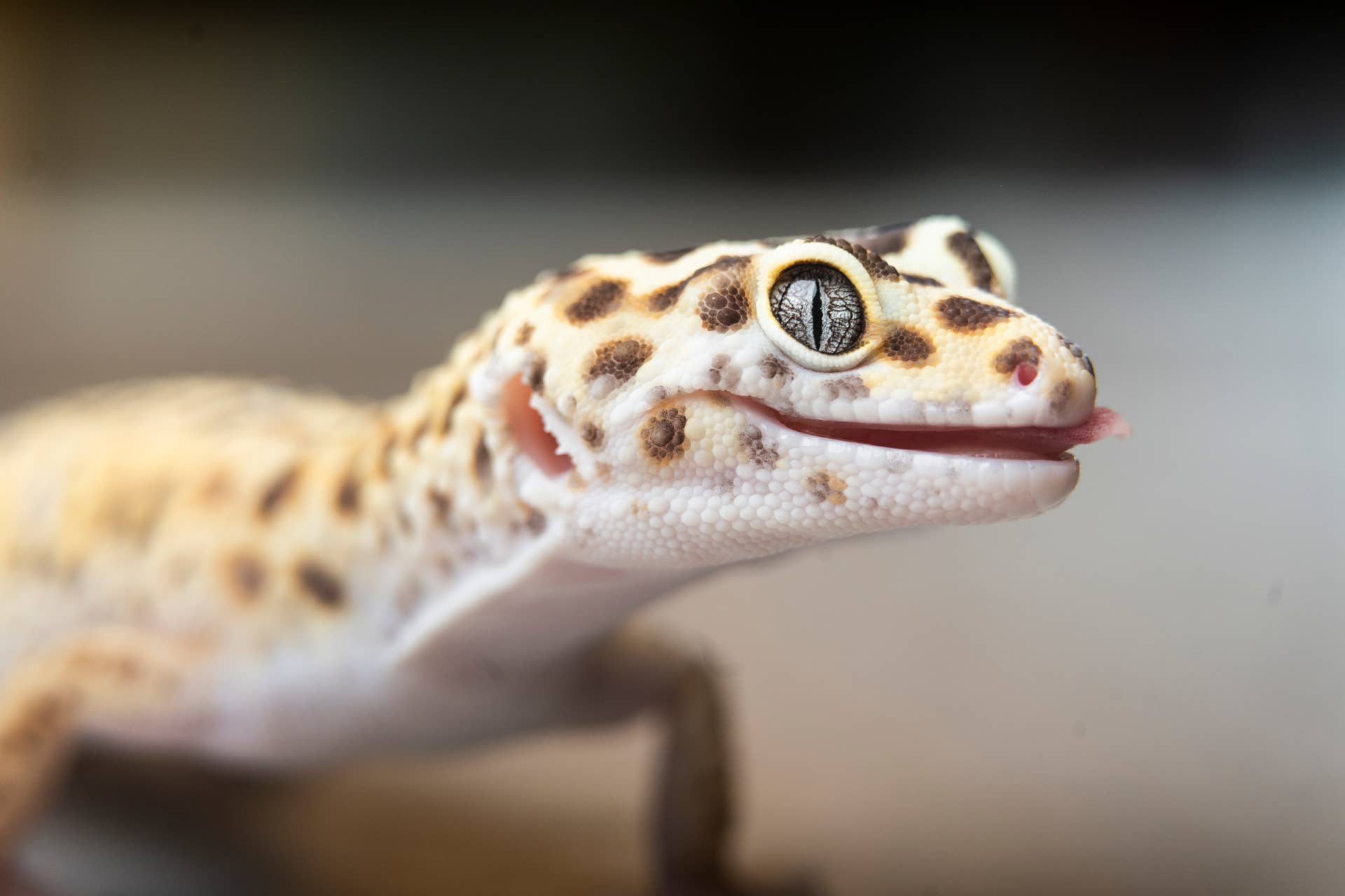 Types Of House Lizards