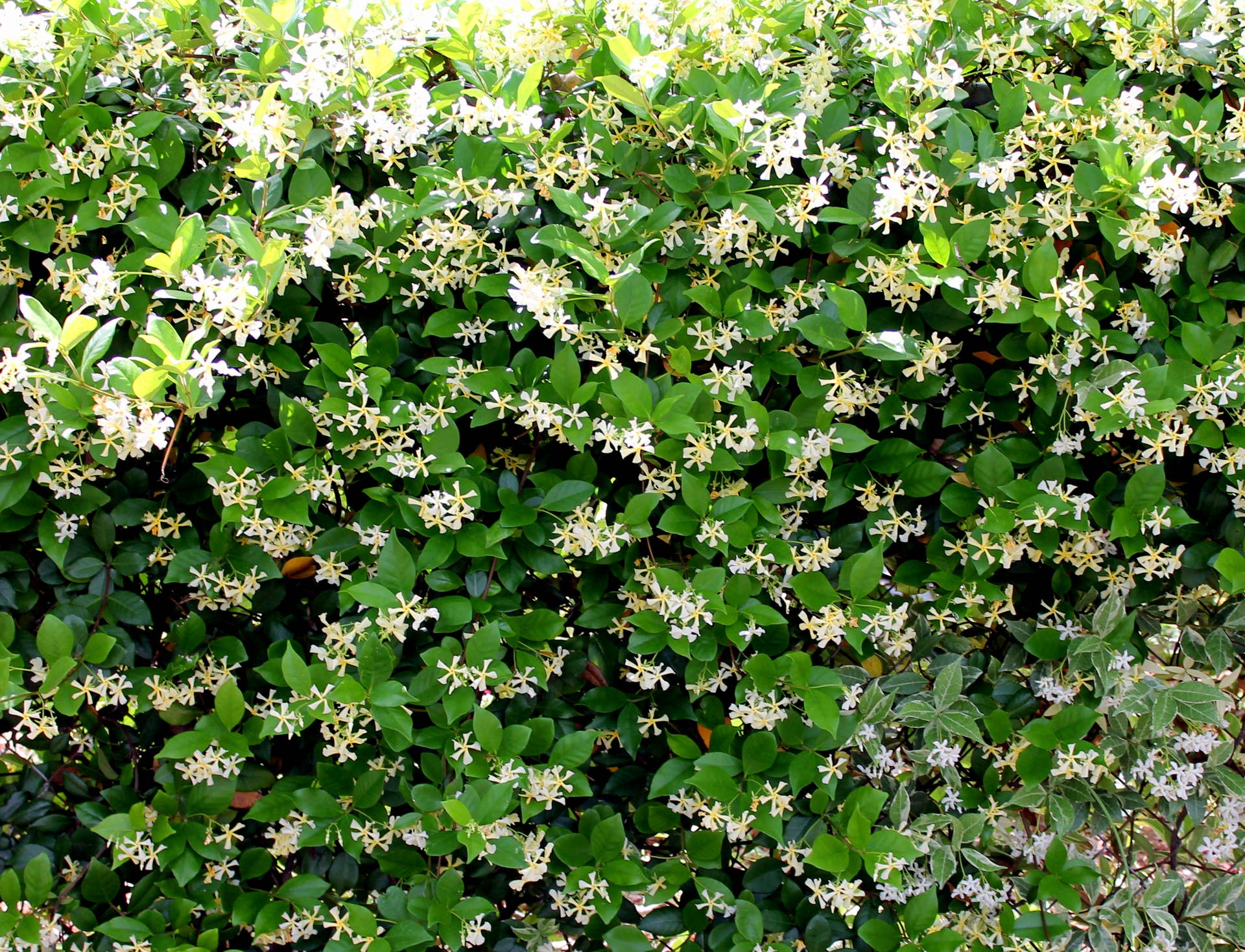 How To Plant Confederate Jasmine Seeds