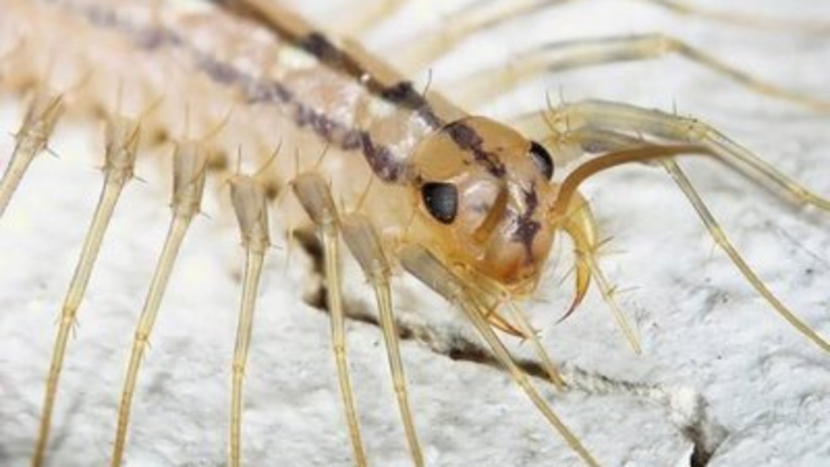 does centipedes lay eggs