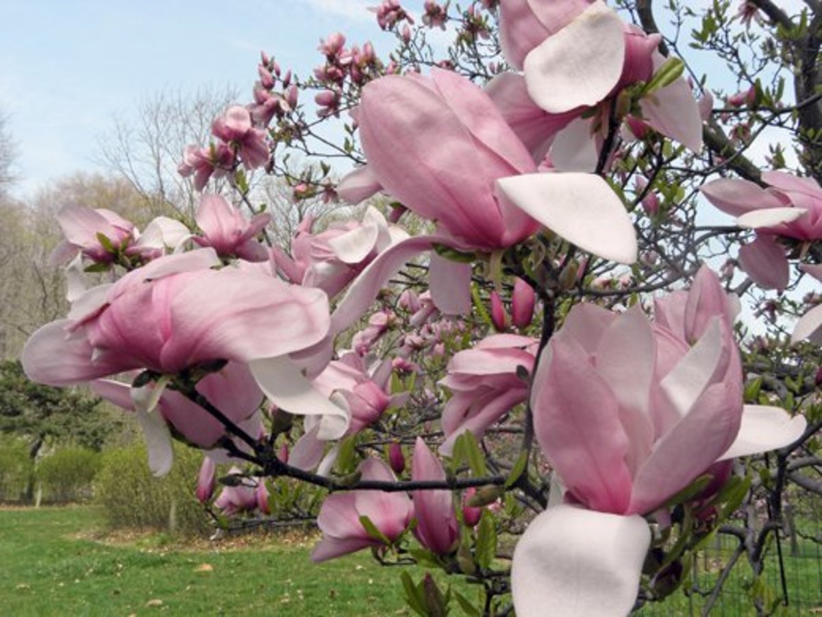 magnolia tree types