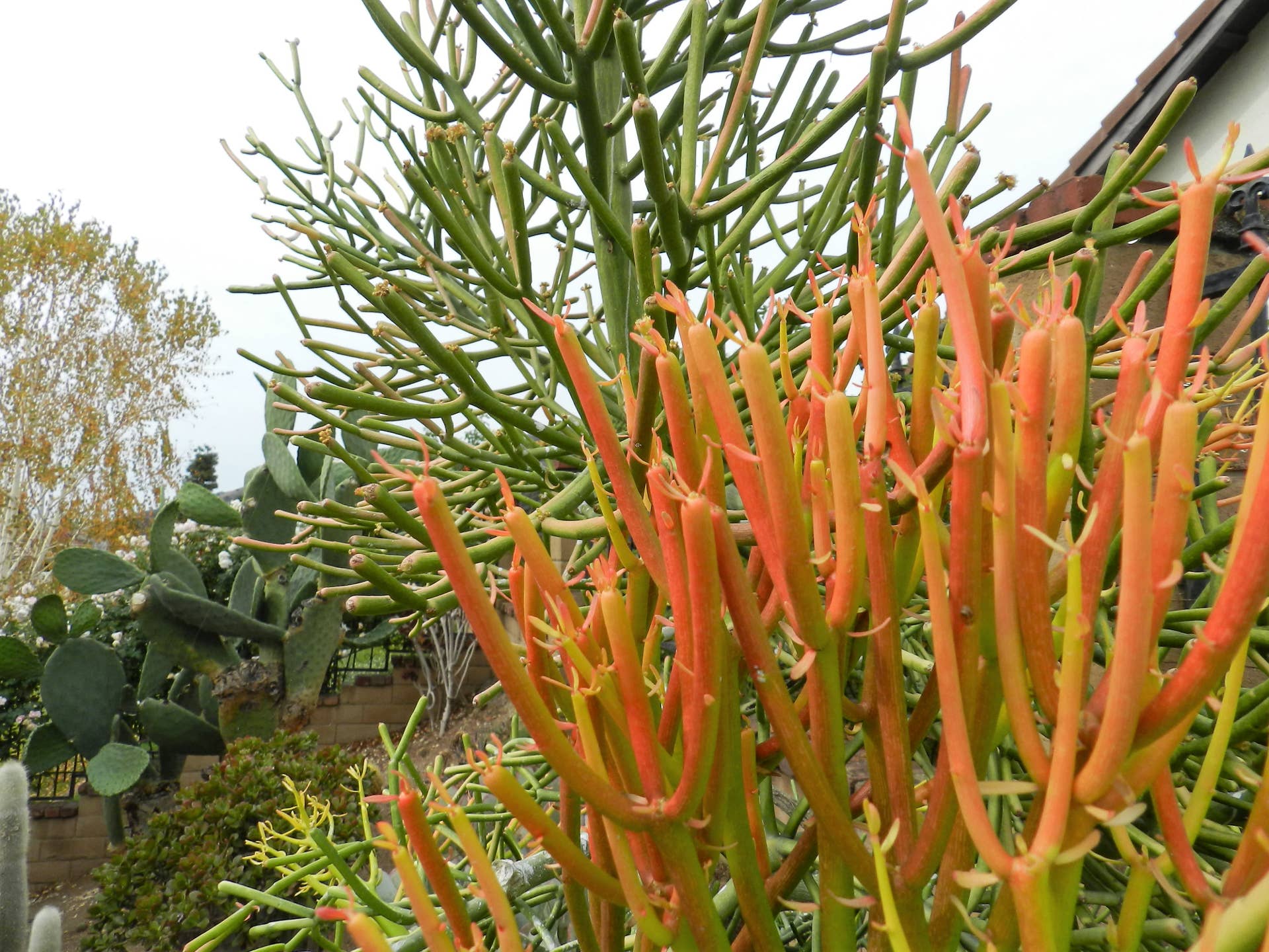 Euphorbia Tirucalli Sticks On Fire