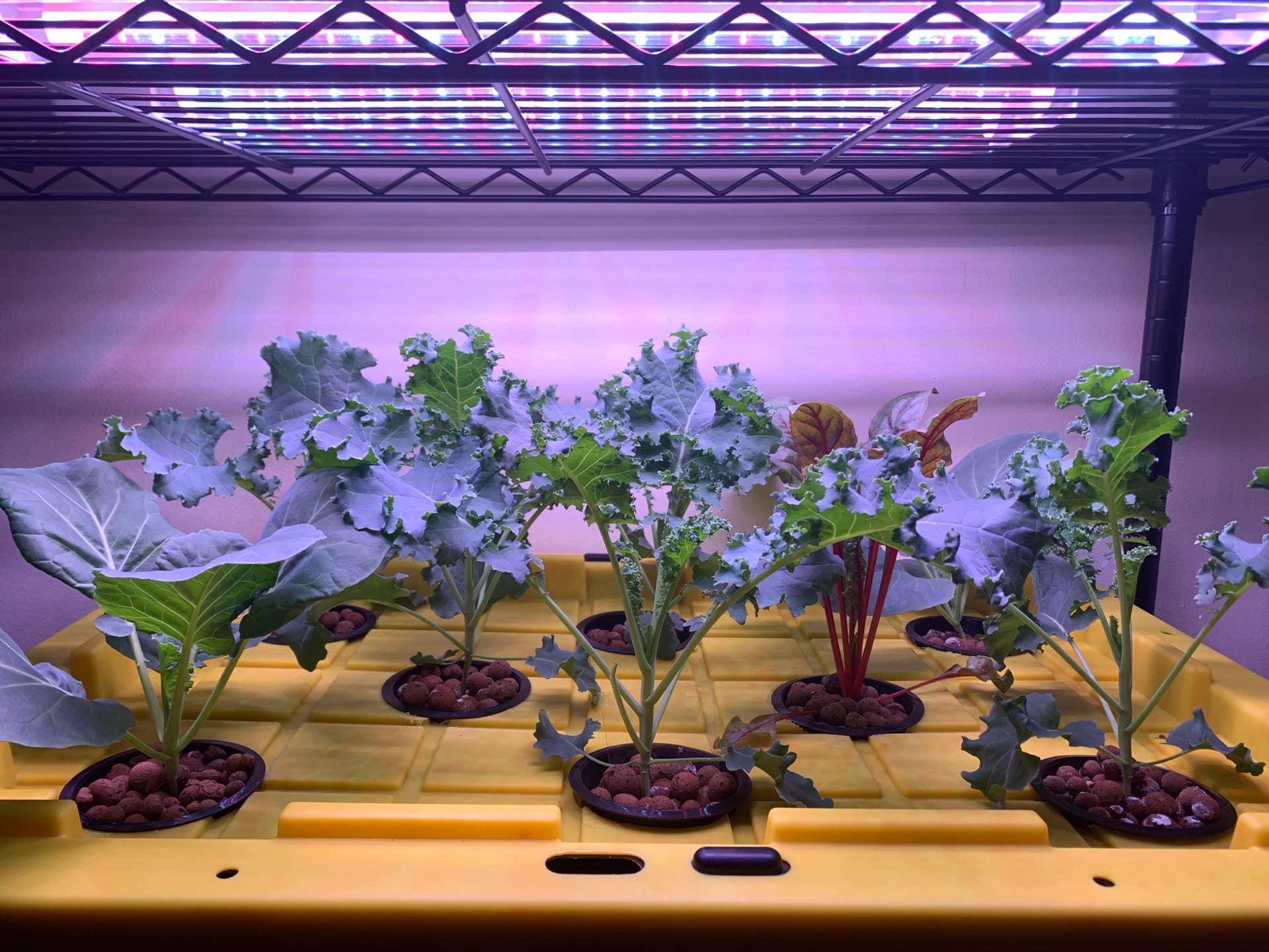 Homemade Hydroponic Systems Plants