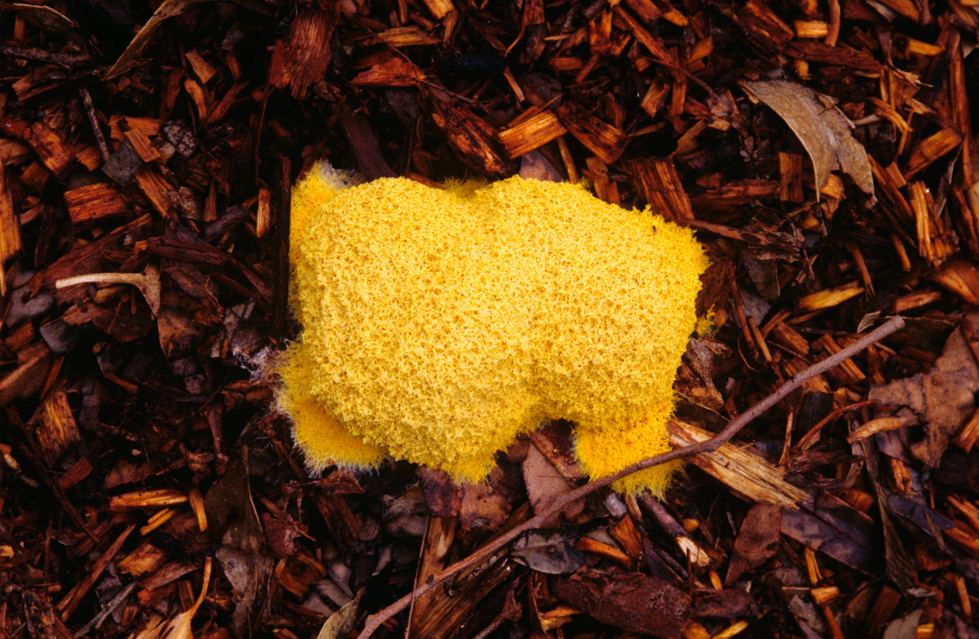 Dog Vomit Fungus Australia