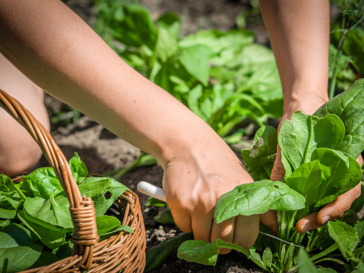 growing spinach