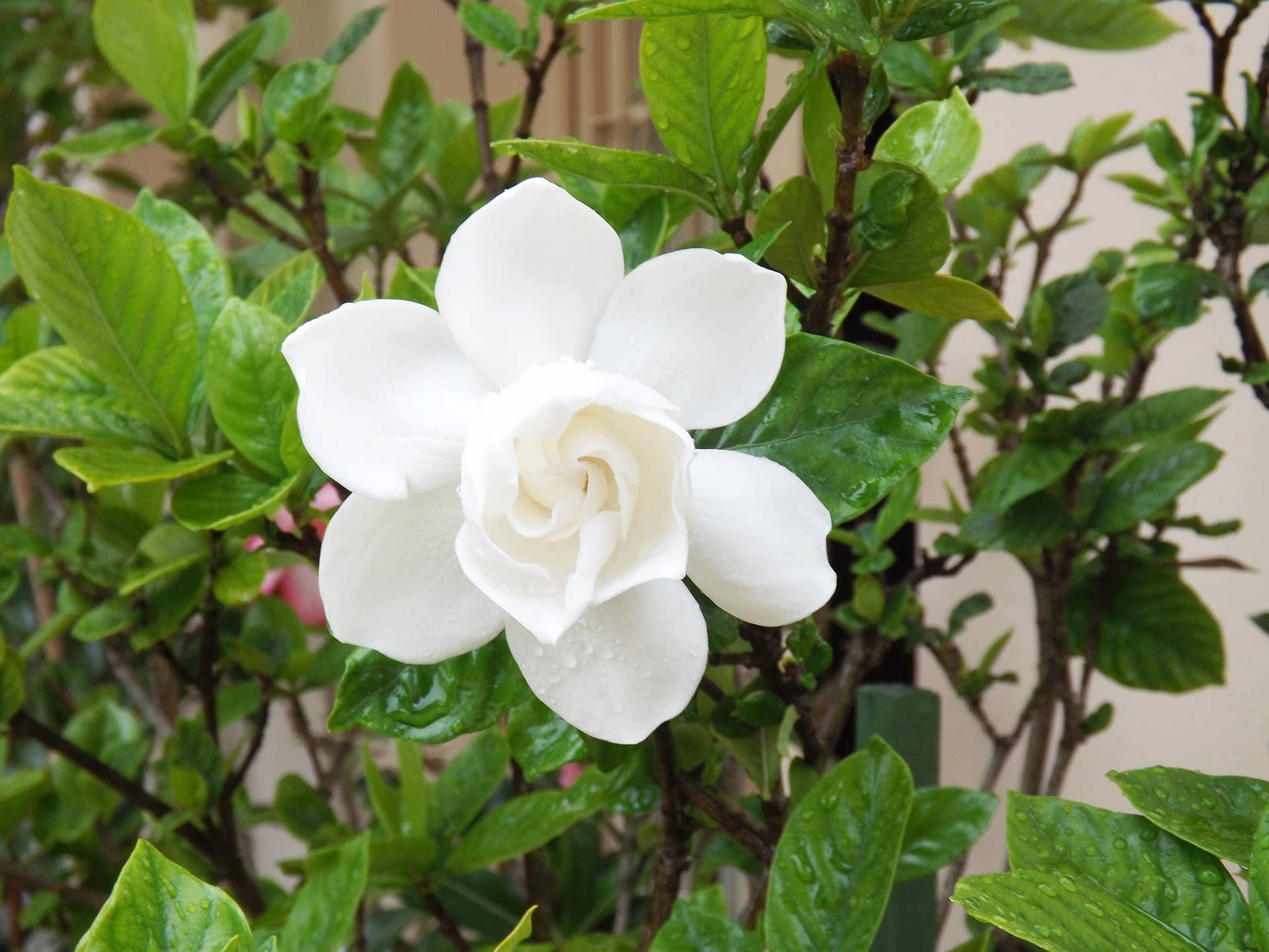 Gardenia Problems Dengarden