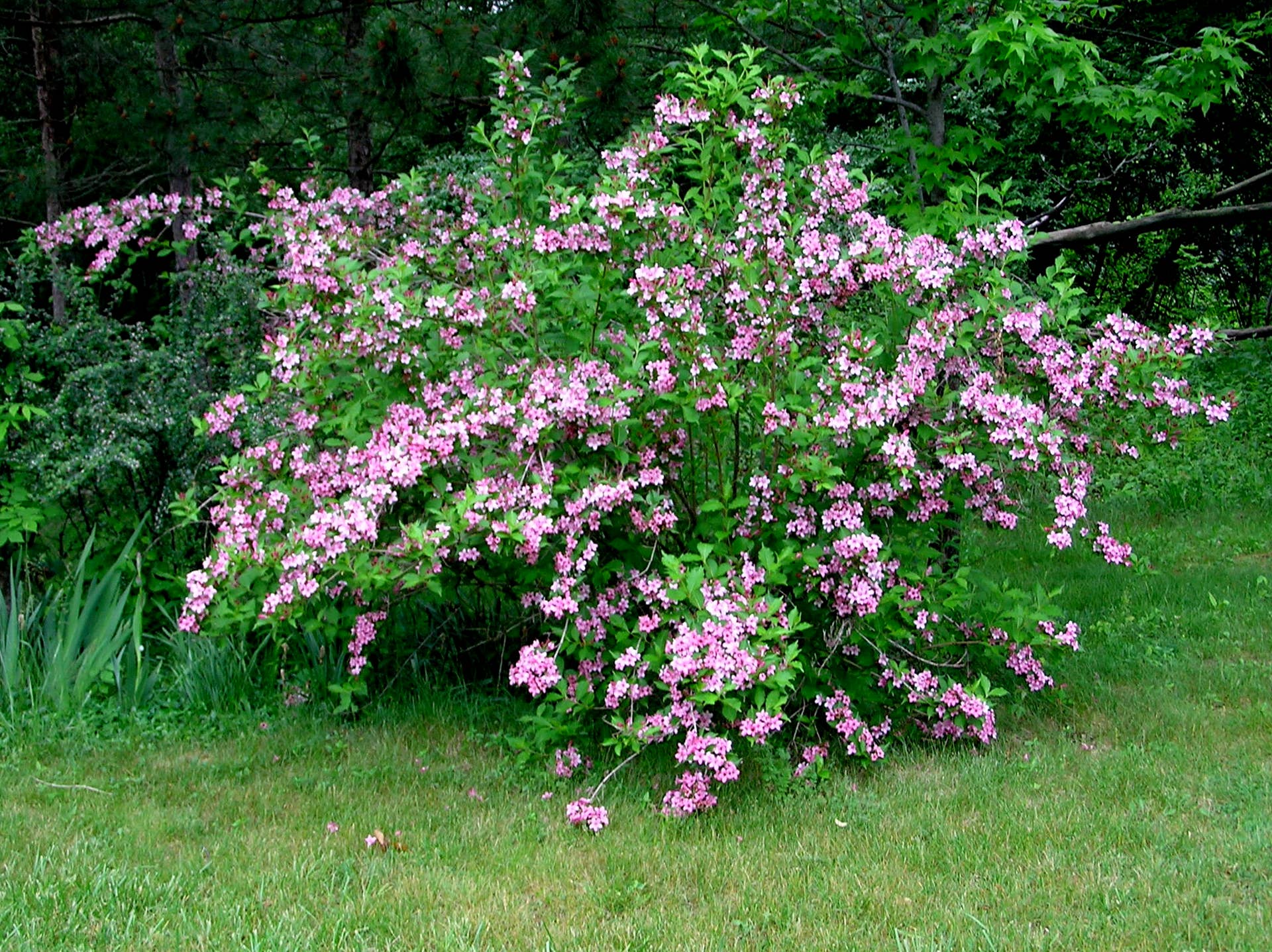 Types Of Flowering Bushes 22 Best Flowering Shrubs For Every Season