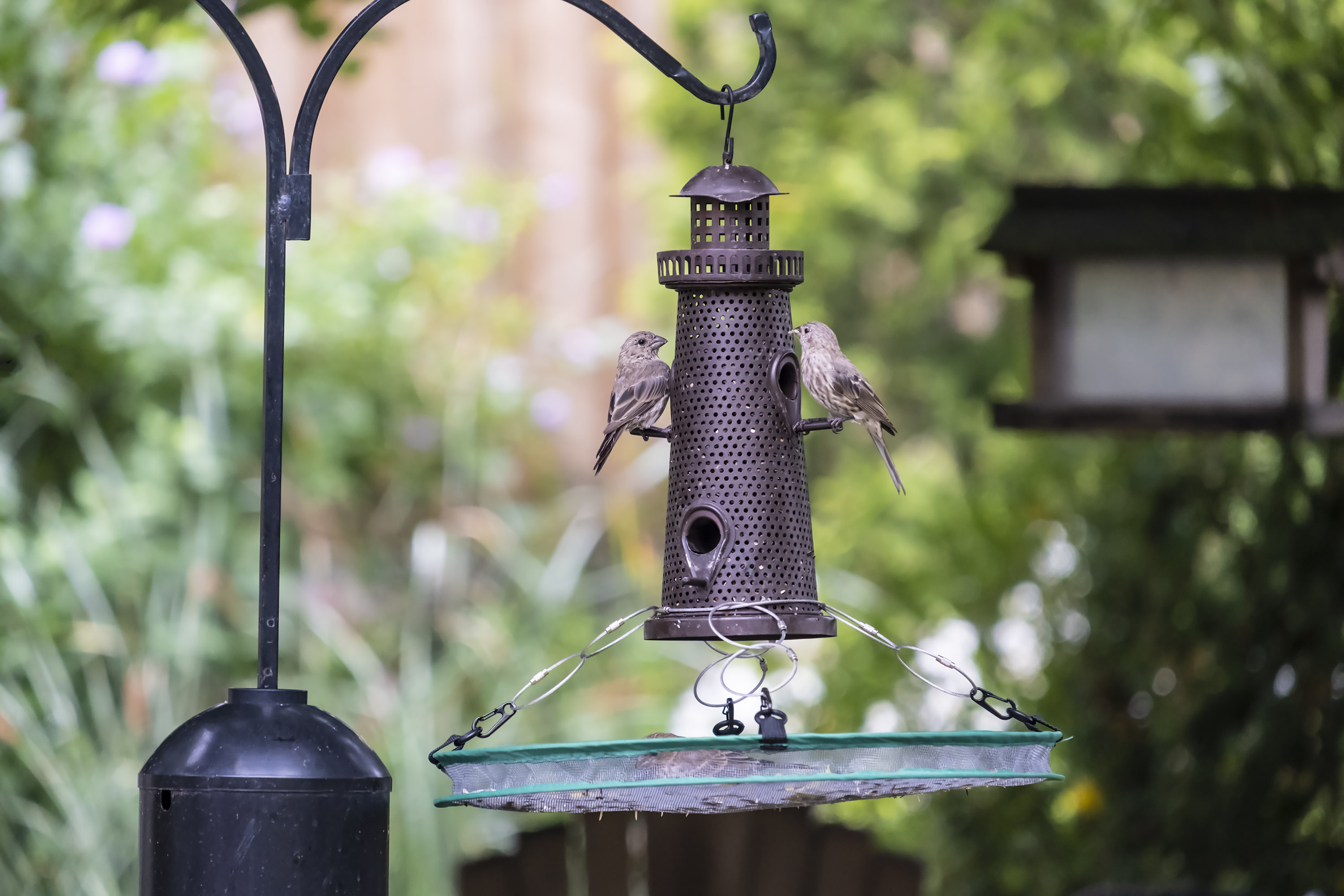 Do Bird Feeders Help With Bugs? Surprising Benefits Revealed - Birds
