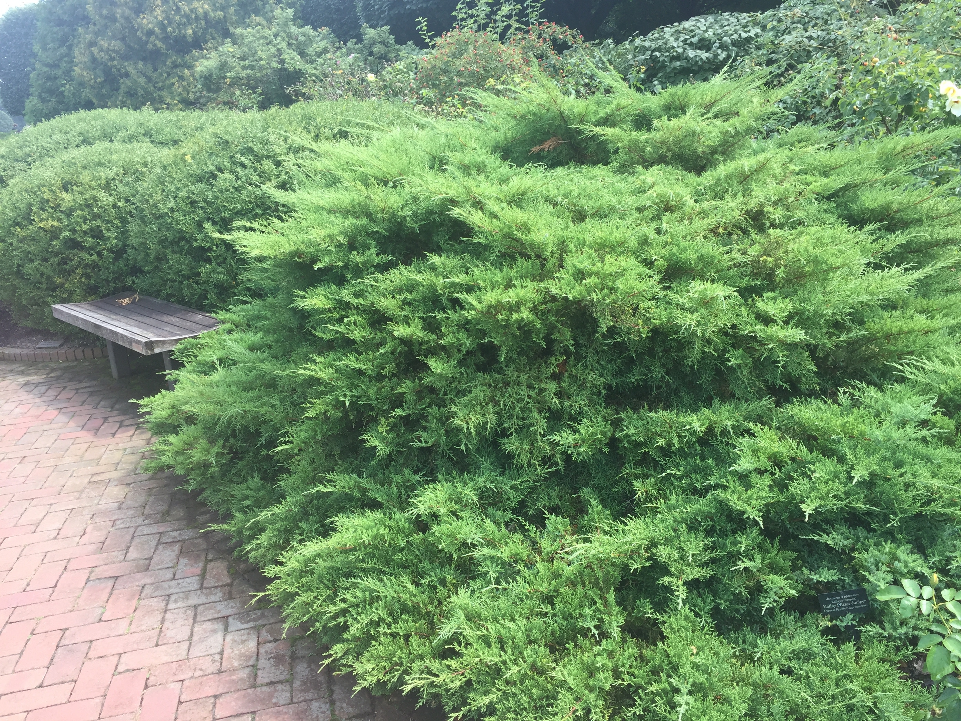 junipers ground cover