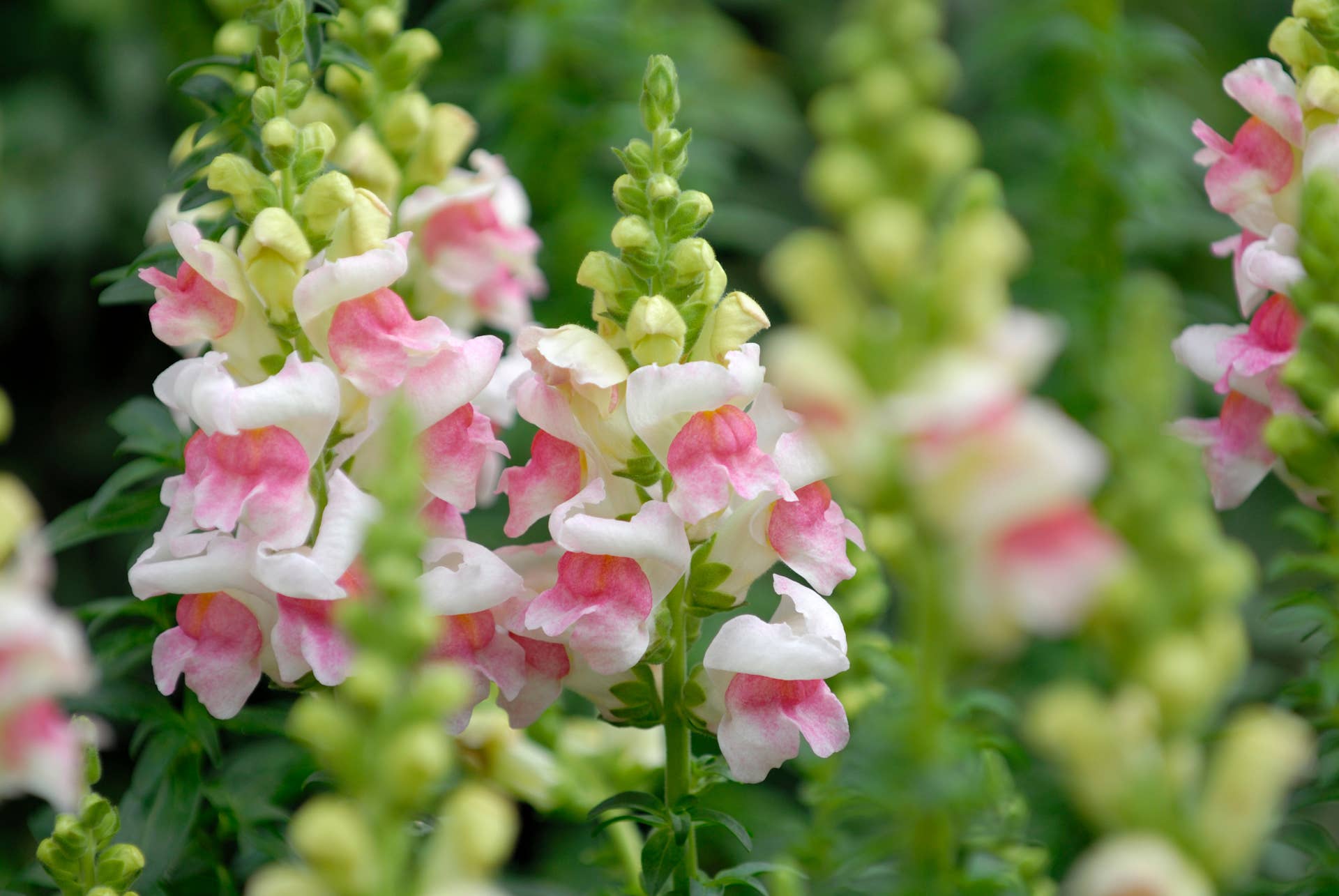What Colors Do Snapdragons Come In