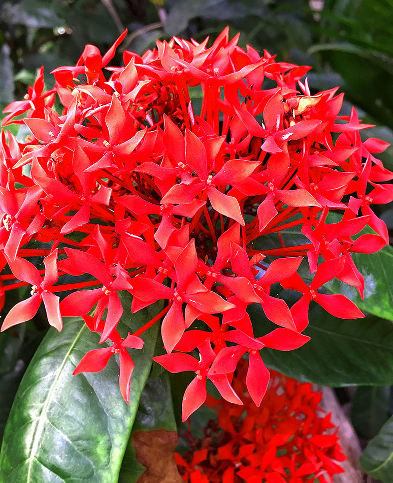 Flowers for Love 12 Red Flowers of Hawaii