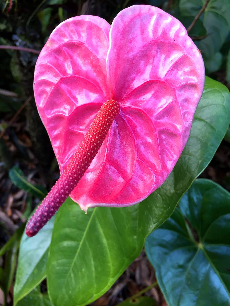 Pink Tropical Flowers Papeete Vase | Tropical Flowers | Beija Flor