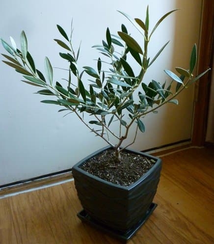 Growing Olive Trees in Pots and Containers - Dengarden
