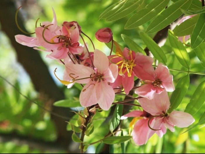 Landscaping With Pink Rainbow Shower Trees (Cassia) - Dengarden