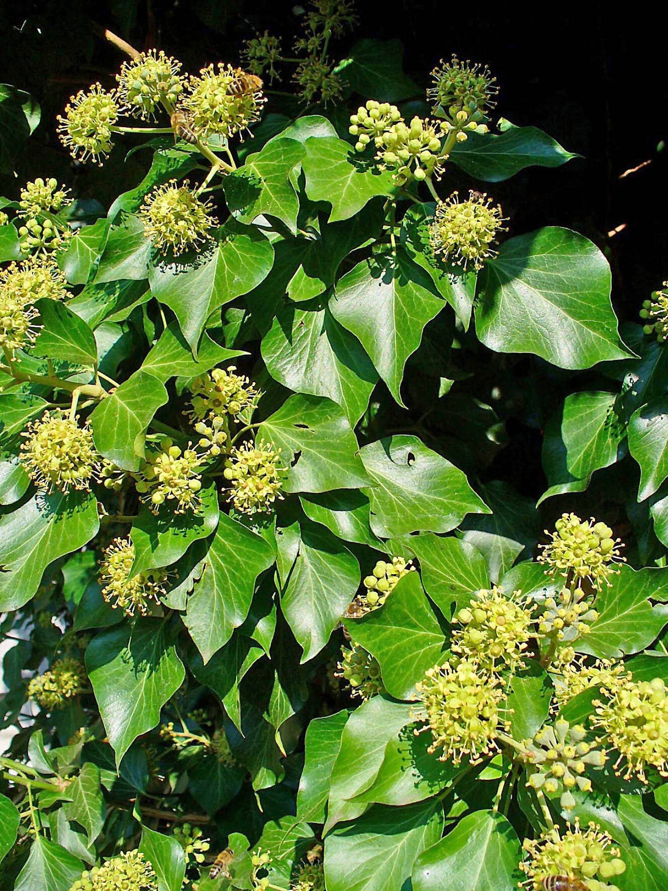 English Ivy Facts, Uses, and Problems - Dengarden