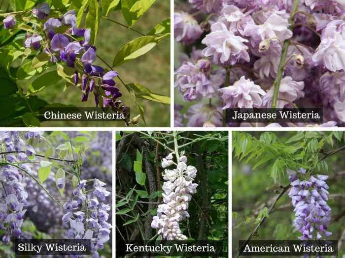 How to Plant, Prune, and Care for Wisterias - Dengarden