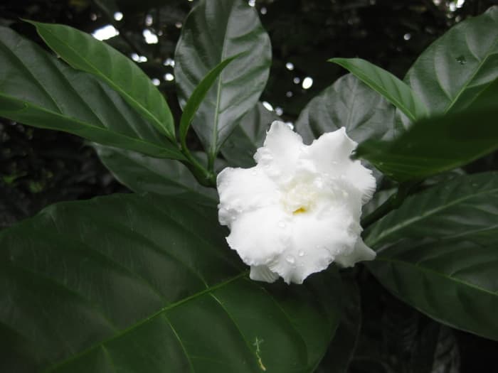 Top 10 Most Fragrant Flowers - Dengarden