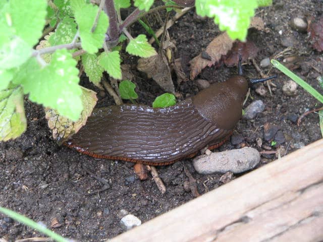 6 Ways to Get Rid of Slugs in Your House - Dengarden