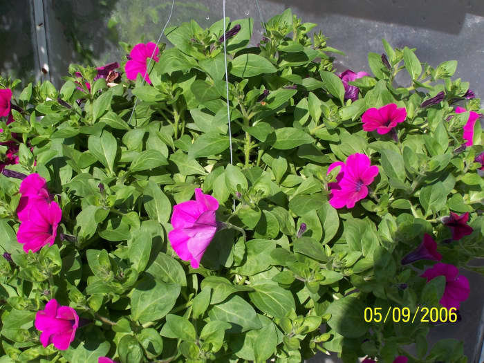 The Gardener's Companion: How to Grow Wave Petunias - Dengarden