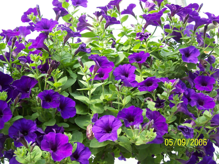 The Gardener's Companion: How to Grow Wave Petunias - Dengarden
