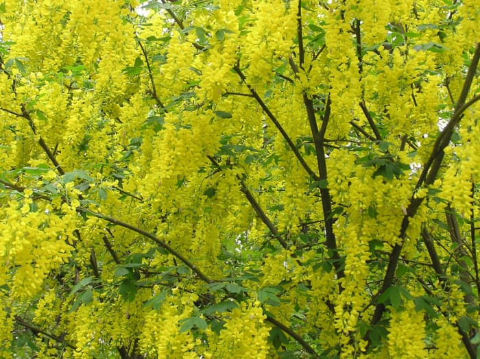 39 Small Trees (Under 30 Feet) for a Small Yard or Garden - Dengarden