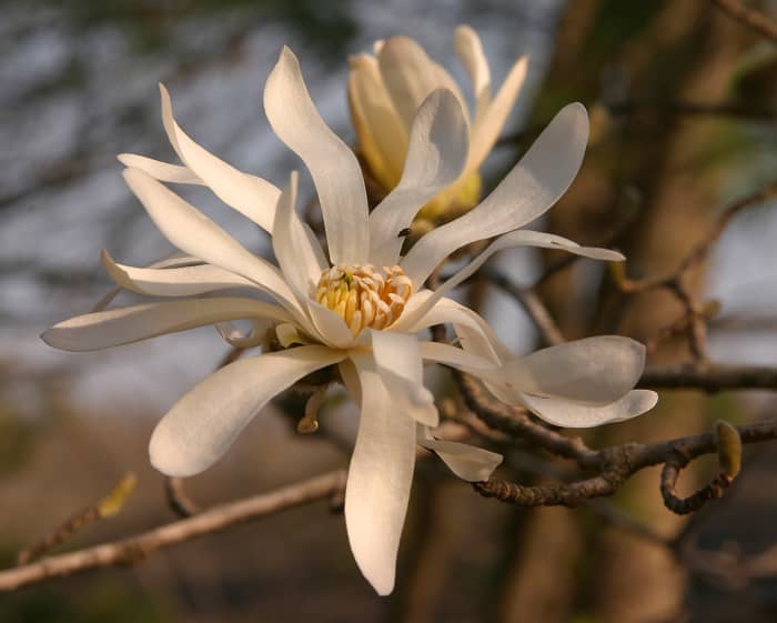 39 Small Trees (Under 30 Feet) for a Small Yard or Garden - Dengarden