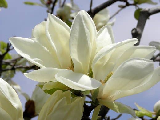 15 Types of Magnolia Trees and Shrubs (With Photos) - Dengarden