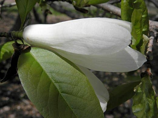 15 Types of Magnolia Trees and Shrubs (With Photos) - Dengarden