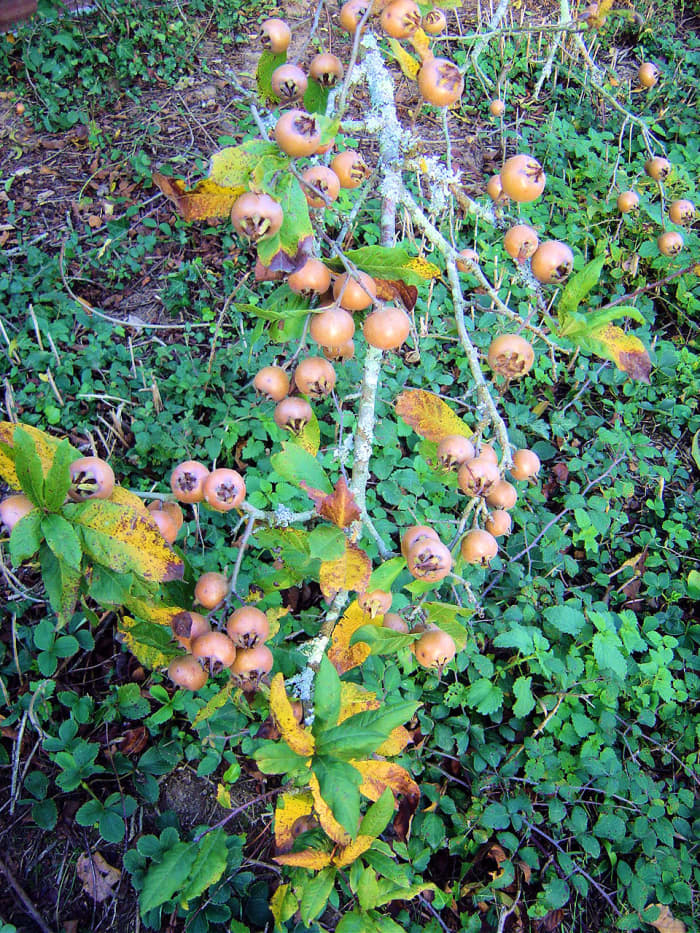 What Is a Medlar Fruit (Musmula) & Where Do They Come From? - Dengarden
