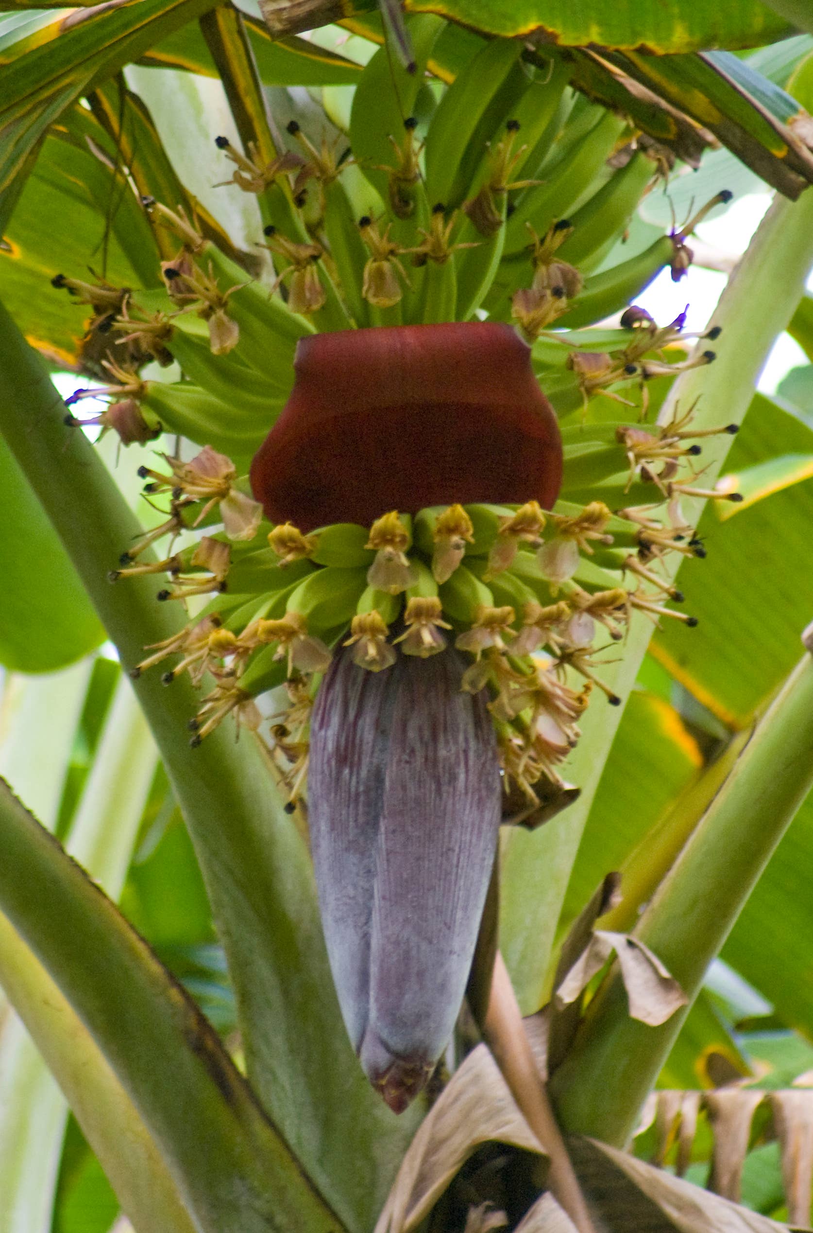 Guide to Plantain Trees - Dengarden