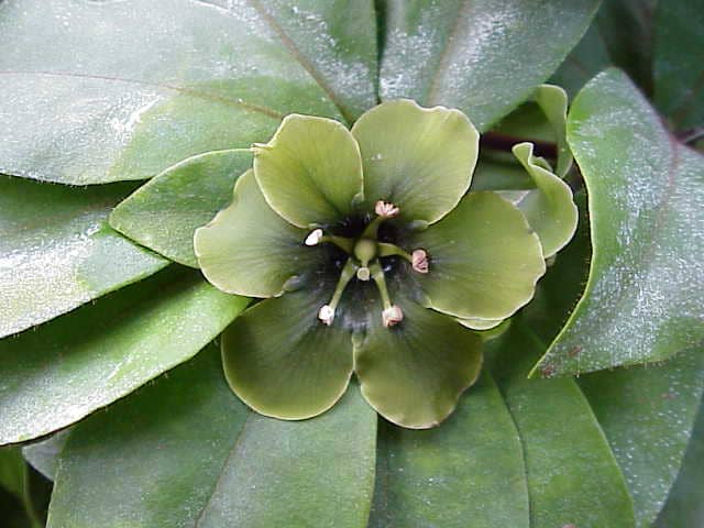 Green Flowers for Gardens and Arrangements - Dengarden