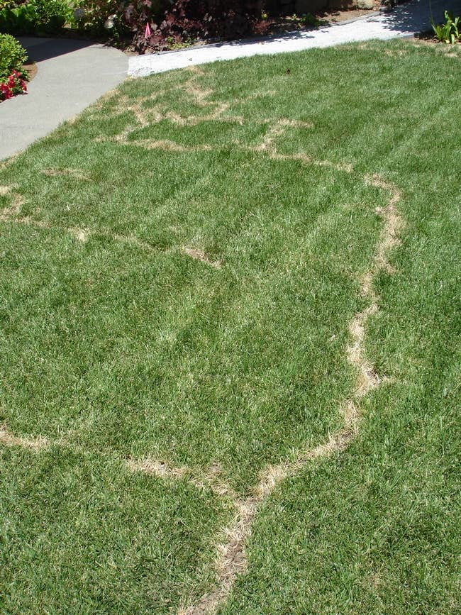 How to Get Rid of Moles and Voles in Your Yard - Dengarden