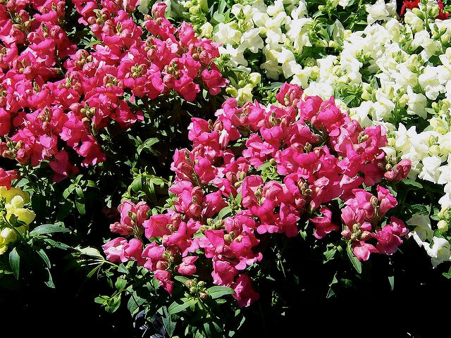 Why Do Snapdragons Come Back Each Year in Different Colors? - Dengarden