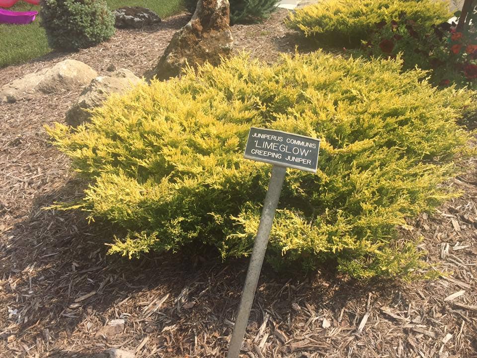 Creeping Juniper Groundcover: Types, Care, and Propagation - Dengarden