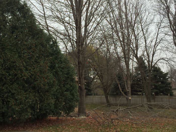 Why and When You Should Remove Tree Limbs - Dengarden