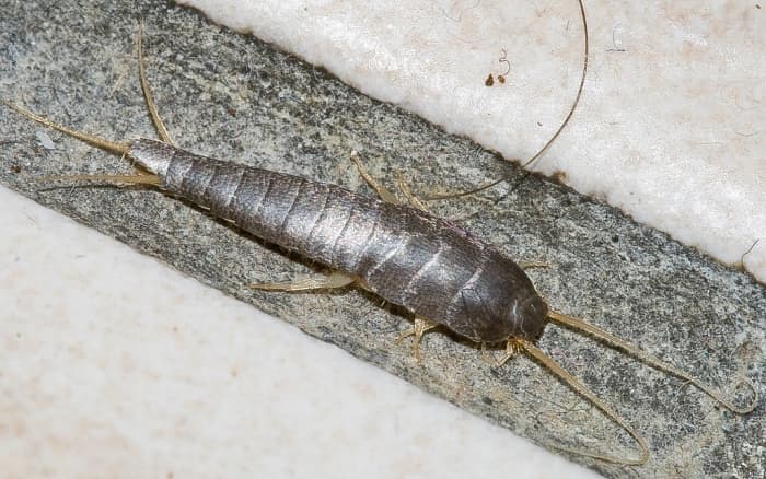 Silverfish Features, Life Cycle, Effects, and Pest Control - Dengarden