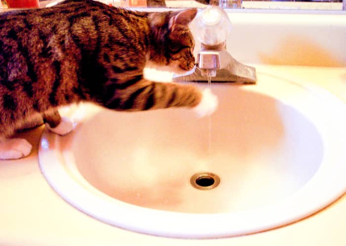 Silverfish Features, Life Cycle, Effects, and Pest Control - Dengarden