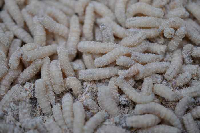 What Are Maggots and How to Get Rid of Them - Dengarden