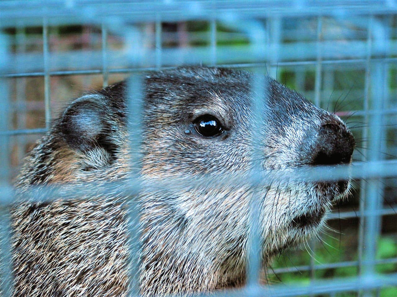 12 Effective Ways to Kill or Get Rid of Groundhogs for Good - Dengarden